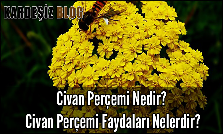 Civan Perçemi Nedir? Civan Perçemi Faydaları Nelerdir?