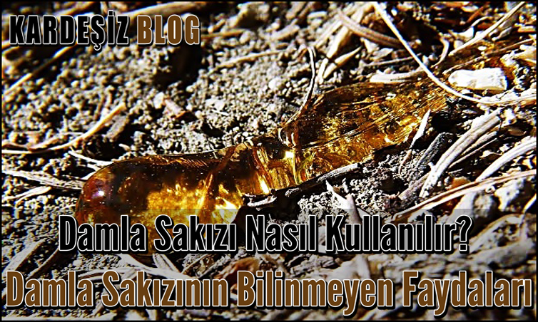 Damla Sakızı Nasıl Kullanılır? Damla Sakızının Bilinmeyen Faydaları