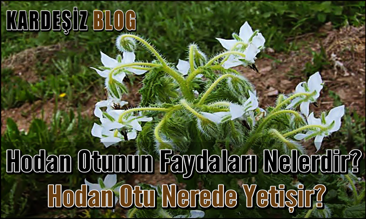 Hodan Otunun Faydaları Nelerdir? Hodan Otu Nerede Yetişir?