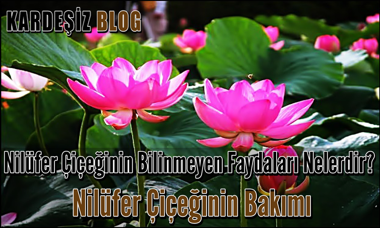 Nilüfer Çiçeğinin Bilinmeyen Faydaları Nelerdir? Nilüfer Çiçeğinin Bakımı