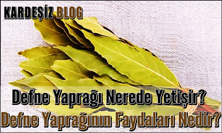 Defne Yaprağı Nerede Yetişir? Defne Yaprağının Faydaları Nedir?