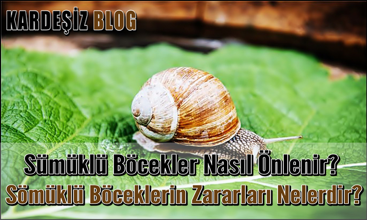 Sümüklü Böcekler Nasıl Önlenir? Sömüklü Böceklerin Zararları Nelerdir?