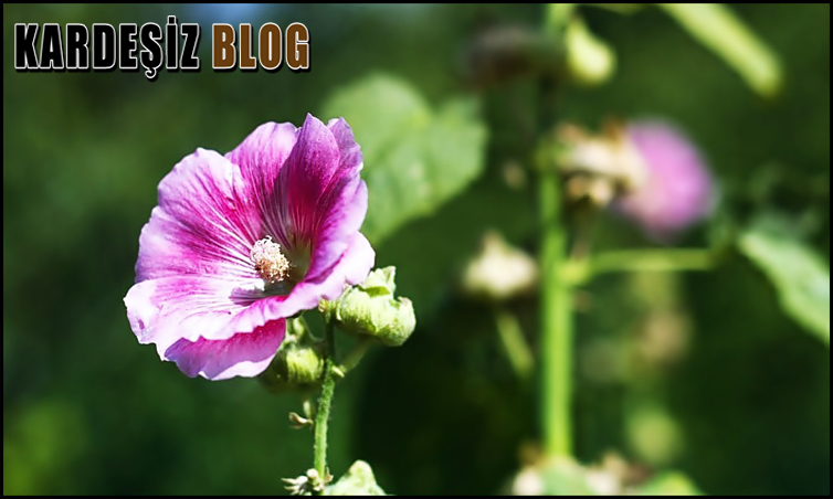 Hatmi Çiçeği Nerede Yetişir? Hatmi Çiçeğinin Faydaları Nedir?