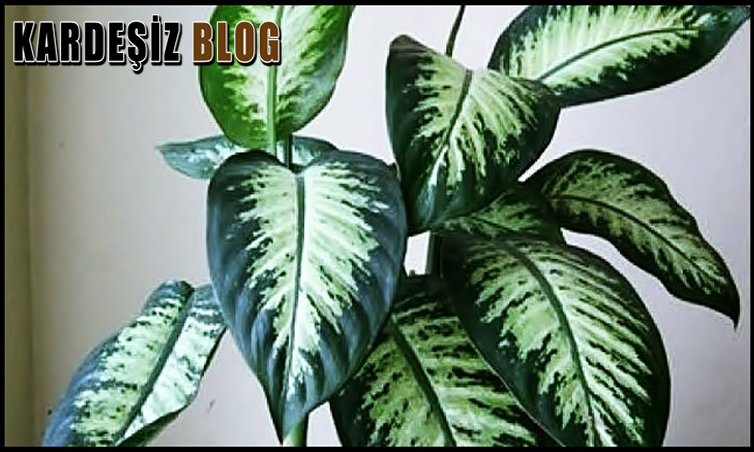 Benjamin Çiçeği Nasıl Yetiştirilir? Benjamin Çiçeğinin Bakımı Nasıl ...