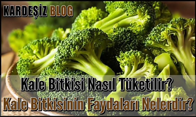 Kale Bitkisi Nasıl Tüketilir? Kale Bitkisinin Faydaları Nelerdir?
