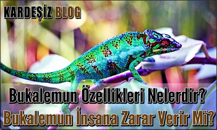 Bukalemun Özellikleri Nelerdir? Bukalemun İnsana Zarar Verir Mi?