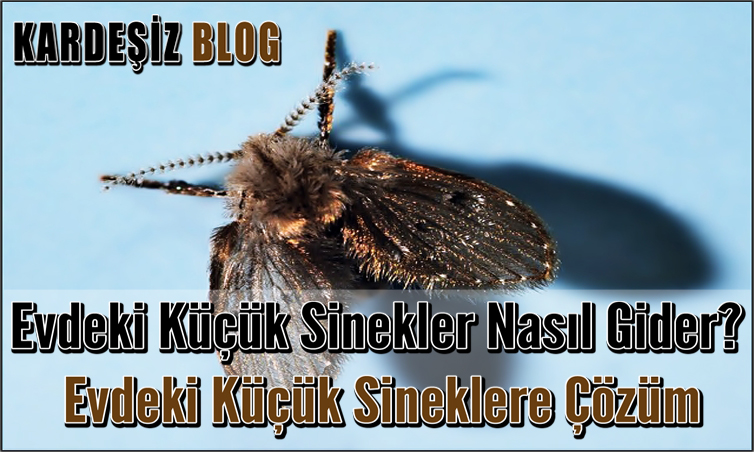 Evdeki Küçük Sinekler Nasıl Gider? Evdeki Küçük Sineklere Çözüm