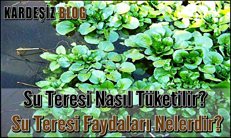 Su Teresi Nasıl Tüketilir? Su Teresi Faydaları Nelerdir?