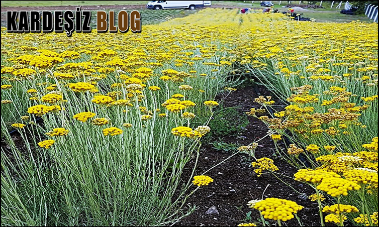 Altın Otunun Faydaları Nelerdir? Altın Otu Neye İyi Gelir?