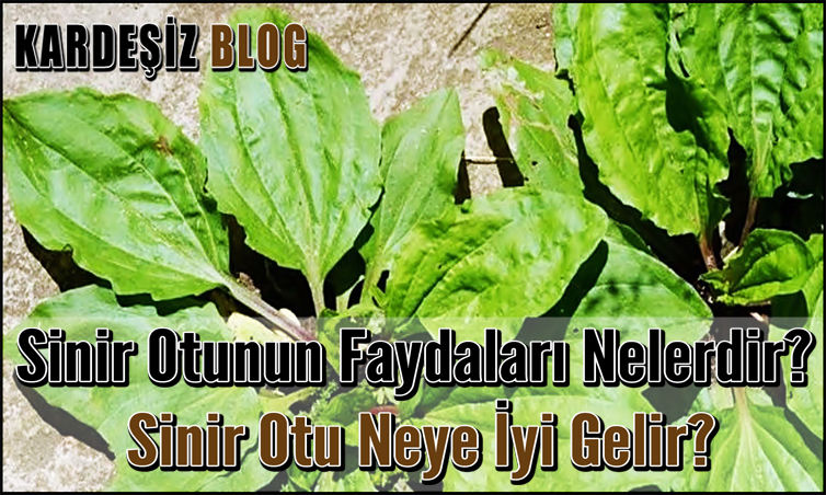 Sinir Otunun Faydaları Nelerdir? Sinir Otu Neye İyi Gelir?