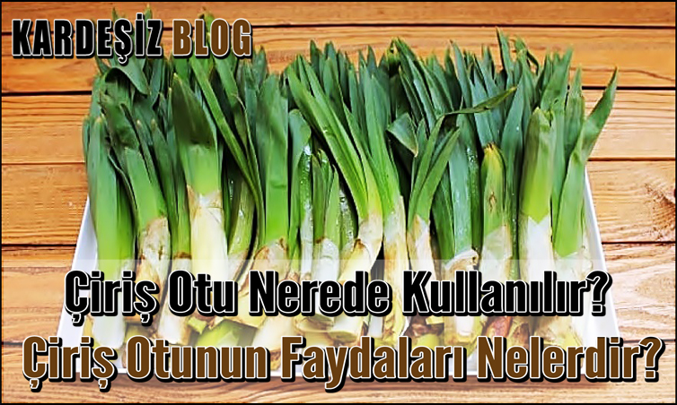 Çiriş Otu Nerede Kullanılır? Çiriş Otunun Faydaları Nelerdir?