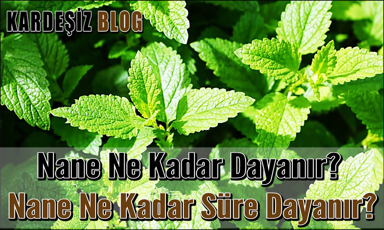 Nane Ne Kadar Dayanır? Nane Ne Kadar Süre Dayanır?