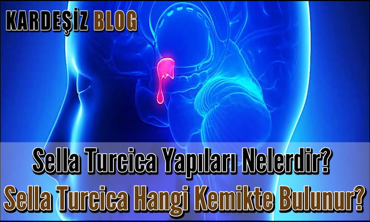 Sella Turcica Yapıları Nelerdir? Sella Turcica Hangi Kemikte Bulunur?